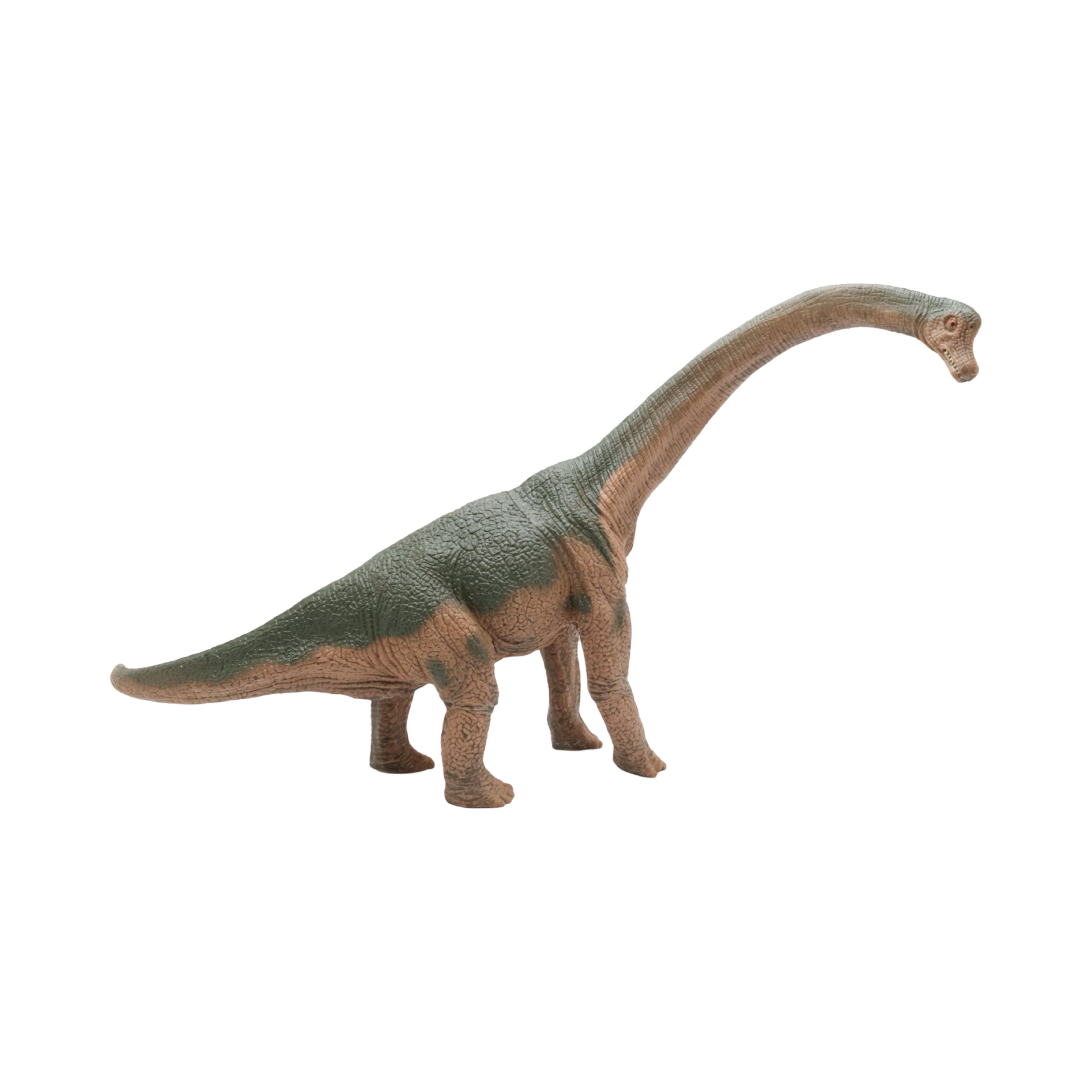 Brachiosaurus $9.99 Value Series 12” Size – Yazoo toys
